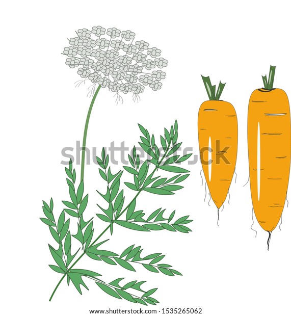 Two Orange Carrots On White Background Stock Vector (Royalty Free ...