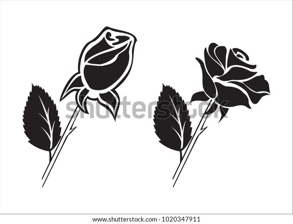 Two Roses Before After Bloom Vector Stock Vector (Royalty Free ...