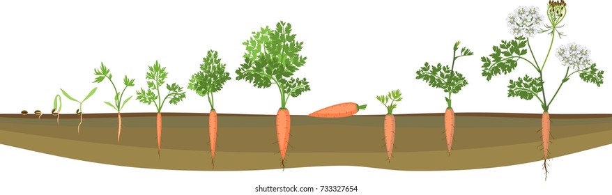 202 Carrot life cycle Images, Stock Photos & Vectors | Shutterstock