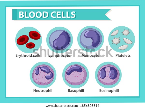 Type Blood Cells Illustration Stock Vector (Royalty Free) 1856808814