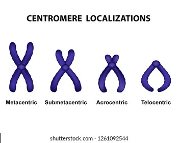 Type Chromosome According Position Centromere Metacentric Stock Vector ...