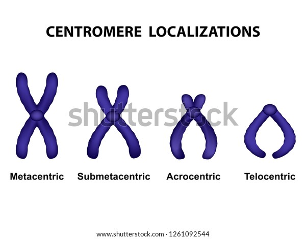 Type Chromosome According Position Centromere Metacentric Stock Vector ... Type Chromosome According Position Centromere Metacentric Stock Vector ...