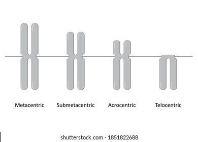 73 Classification chromosome Images, Stock Photos & Vectors | Shutterstock