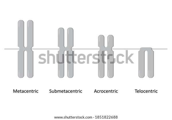 Type Chromosome Classification Chromosomes According Position Stock ... Type Chromosome Classification Chromosomes According Position Stock ...