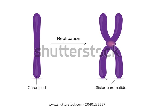 Type Chromosome Metacentric Submetacentric Acrocentric Telocentric ... Type Chromosome Metacentric Submetacentric Acrocentric Telocentric ...