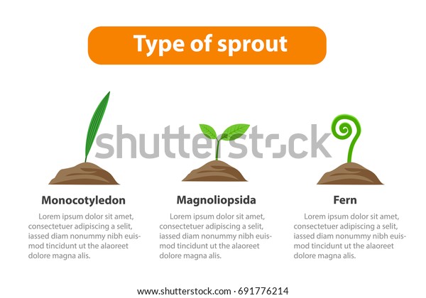 Type Sprout Plant Infographic Vector Stock Vector (Royalty Free ...