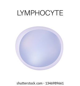 Type White Blood Cell Lymphocyte Stock Vector (Royalty Free) 1346989661 ...