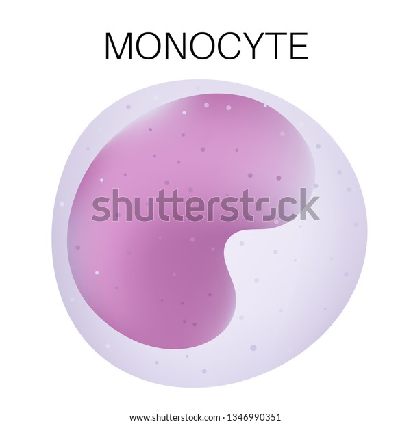 Type White Blood Cell Monocyte Stock Vector (Royalty Free) 1346990351