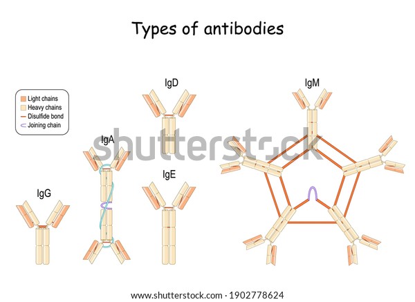 Types Antibodies Immunoglobulin Main Classes Igg Stock Vector (Royalty ...