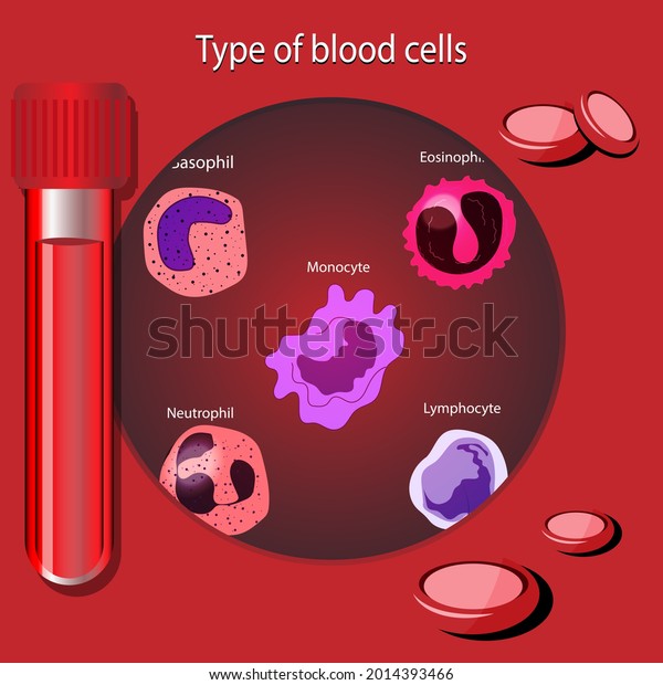 Types Blood Cells Red Blood Cell Stock Vector (Royalty Free) 2014393466 ...