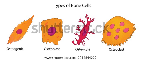 Types Bone Cells Biology Osteogenic Osteoblast Stock Vector (Royalty ...