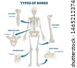 13+ Thousand Types Bones Royalty-Free Images, Stock Photos & Pictures ...