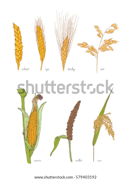 Types Cereal Stock Vector (Royalty Free) 579403192