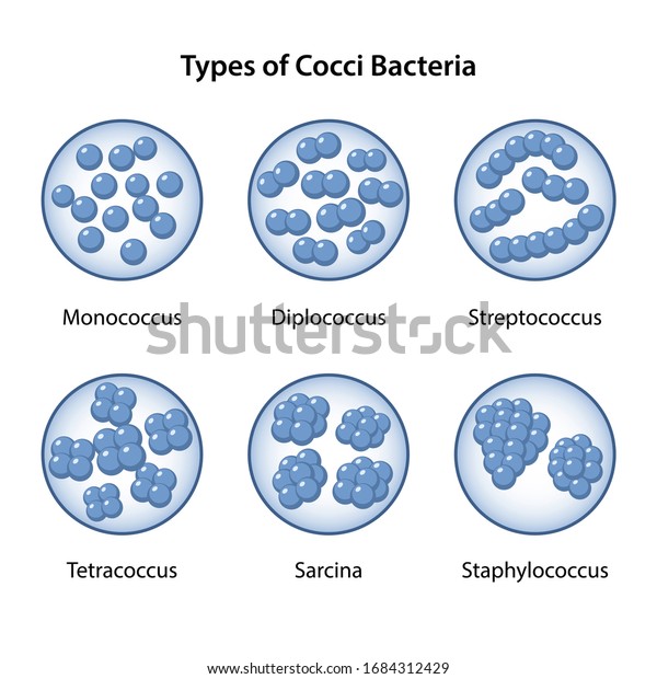 Types Coccus Bacteria Magnifying Glass Coccus 库存矢量图（免版税）1684312429 ...