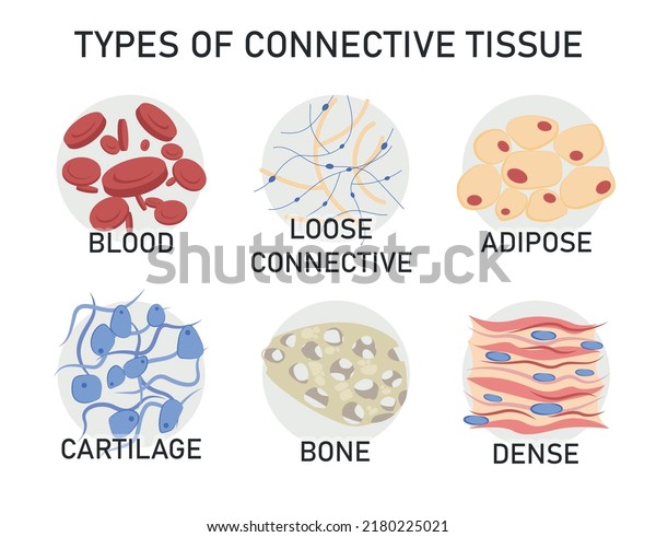 Types Connective Tissue Medical Vector Illustrations: Vector có sẵn ...