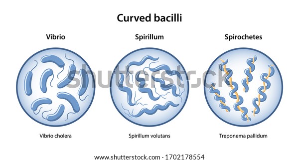 Types Curved Bacteria Magnifying Glass Vibrio Stock Vector (Royalty ...