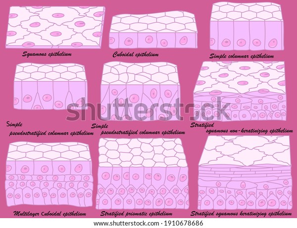Types Epithelium Epithelial Cells Variety Configurations Stock Vector ...