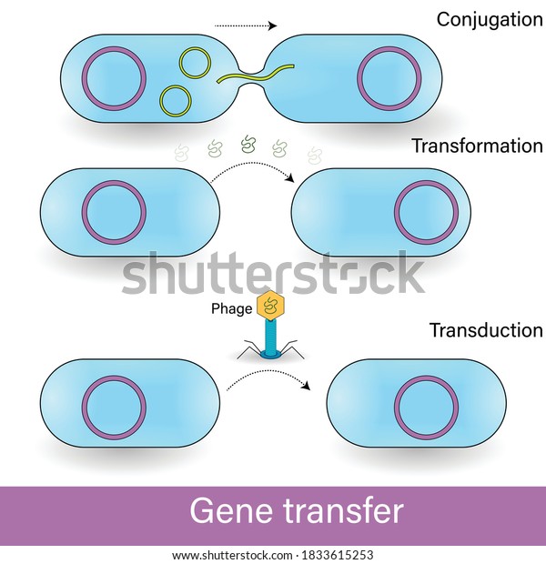 types de transfert de gènes: conjugaison, : image vectorielle de stock ...