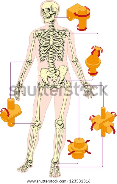 Types Human Joints Stock Vector (Royalty Free) 123531316