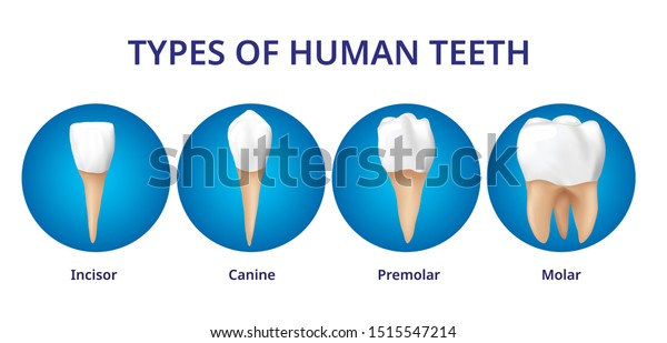 Types of Human Teeth, Human bone anatomy, 3D Realistic design vector.