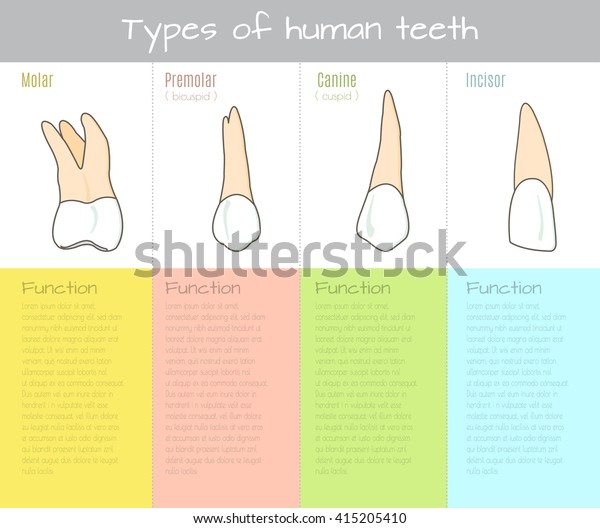 Types Human Teeth Dental Infographic All: vetor stock (livre de ...