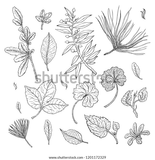 Types Leaf Outline Leaves Different Types Stock Vector (Royalty Free ...