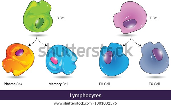 Types Lymphoid Cells Cytotoxic Helper T Stock Vector (Royalty Free ...