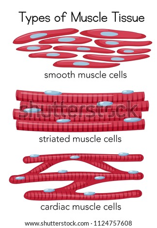Smooth Muscle Drawing | Free download on ClipArtMag