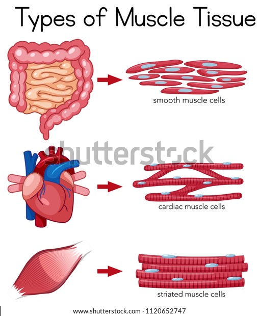 Types Muscle Tissue Illustration Stock Vector (Royalty Free) 1120652747 Types Muscle Tissue Illustration Stock Vector (Royalty Free) 1120652747