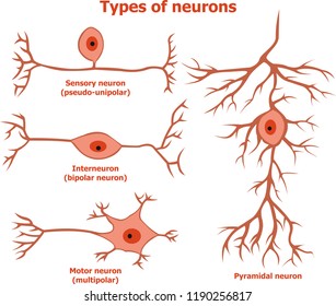 Types Neurons Stock Vector (Royalty Free) 1190256817