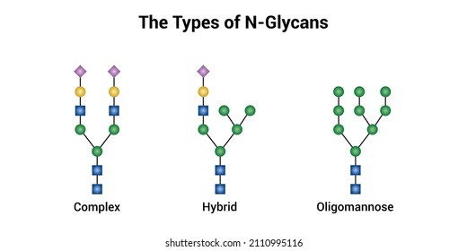 103 Glycans Images, Stock Photos & Vectors | Shutterstock