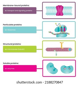 Types Proteins Infographic Diagram Stock Vector (Royalty Free ...