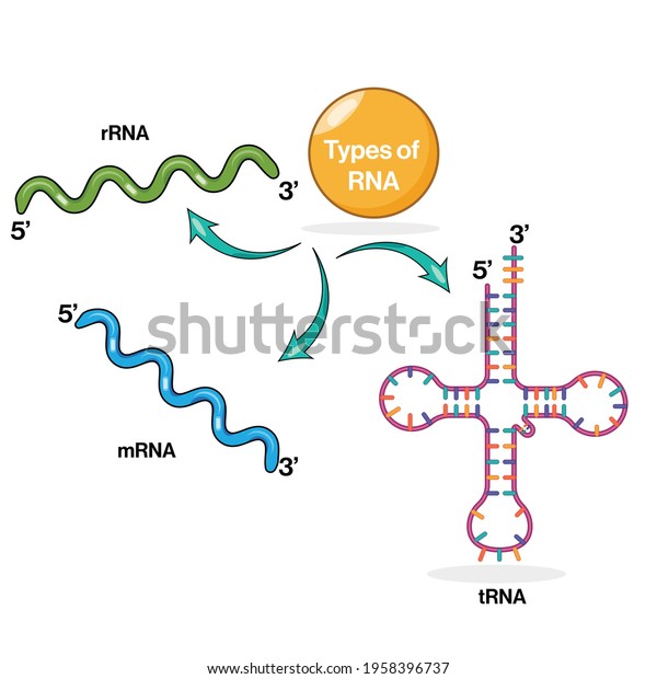 Types Ribonucleic Acid Rna R Rna 库存矢量图（免版税）1958396737 | Shutterstock