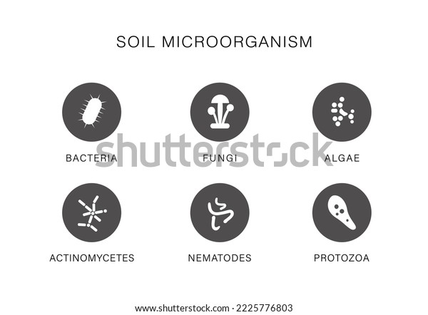 Types Soil Microorganisms Black White Icon Stock Vector (Royalty Free ...