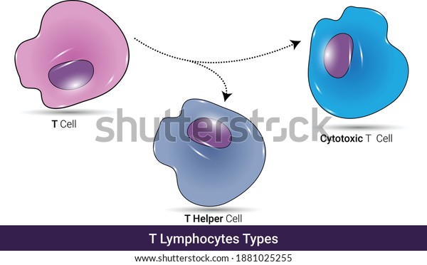 Types T Lymphocyte T Helper Cytotoxic Stock Vector (Royalty Free ...