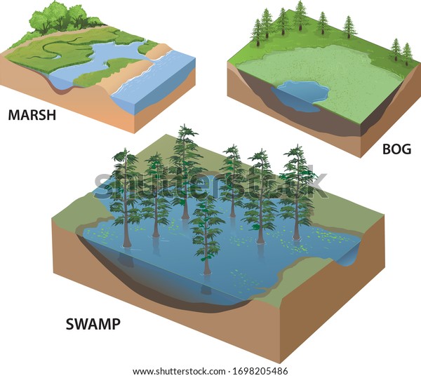 Types Wetlands Infographic Isometric Vector: стоковая векторная графика ...