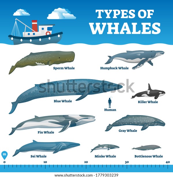 Types Whales Educational Labeled Comparison Collection Stock-vektor ...