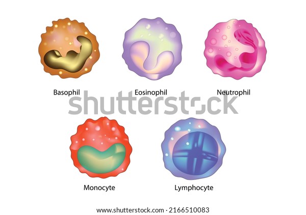 Types White Blood Cells White Blood: เวกเตอร์สต็อก (ปลอดค่าลิขสิทธิ์ ...