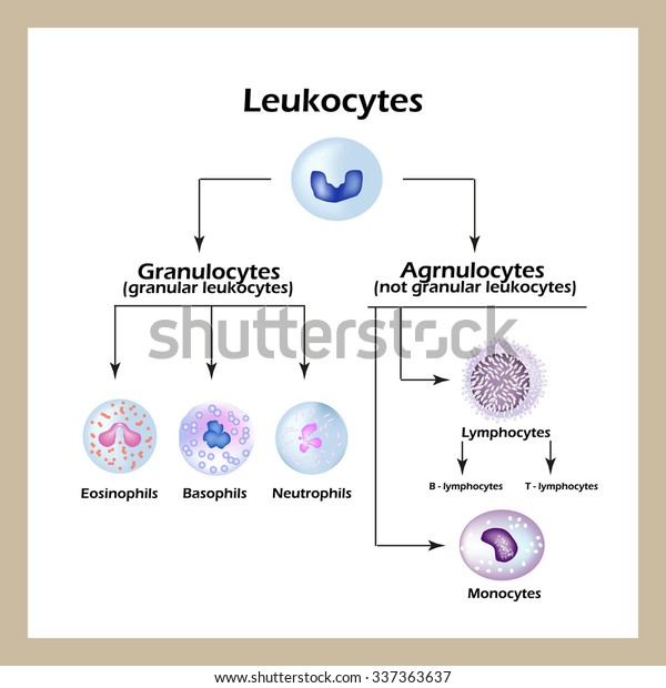 Types White Blood Cells Infographics Vector Stock Vector (Royalty Free ...