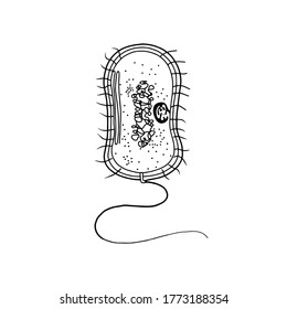 Typical Bacterial Cell Illustrating Structural Components Stock Vector ...