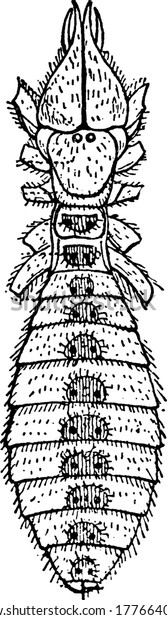 Typical Representation Dorsal View Galeodes Species Stock Vector ...