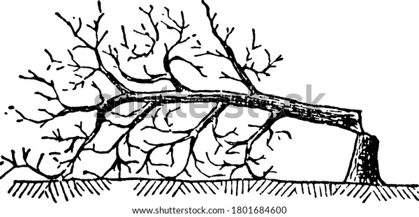 Typical Representation Slashing Abatis Formed By Stock Vector (Royalty ...