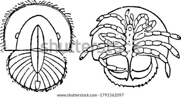Typical Representation Trilobite Stage Limulus Polyphemus Stock Vector ...