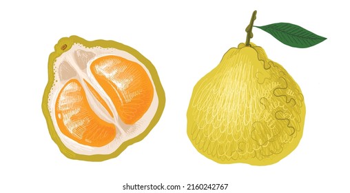 Ugli Fruit Vector Illustration Hand Drawn Stock Vector (Royalty Free ...