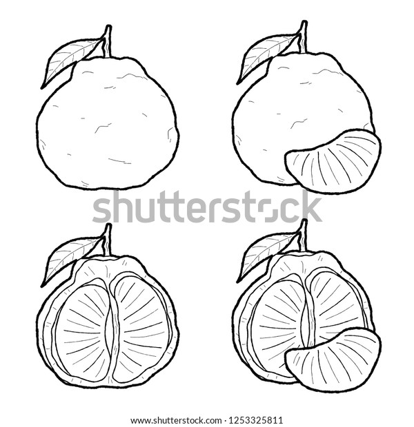 Ugli Vector Illustration Hand Drawn Fruit Stock Vector (Royalty Free ...