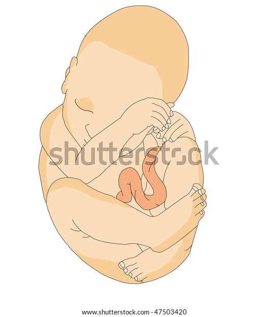 Image vectorielle de stock de Unborn Baby 47503420