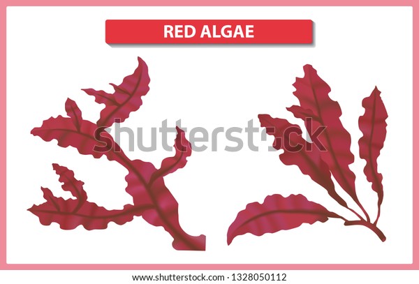 Underwater Red Algae On White Background Stock Vector (Royalty Free ...