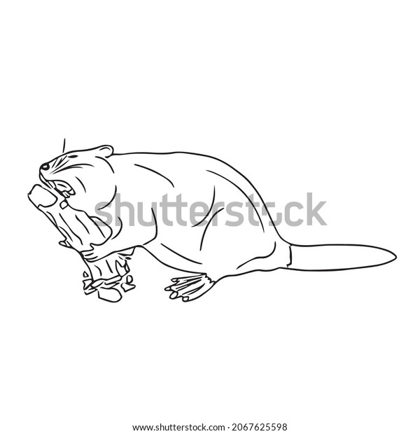 Unique Beaver Line Artline Drawing Vector Stock Vector (Royalty Free ...