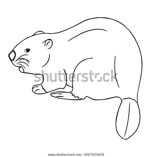 Unique Beaver Line Artline Drawing Vector Stock Vector (Royalty Free ...