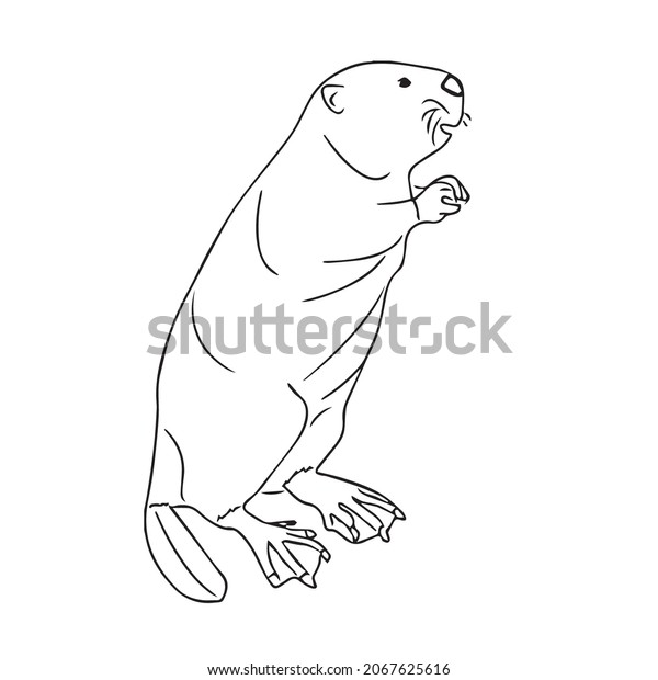 Unique Beaver Line Artline Drawing Vector Stock Vector (Royalty Free ...